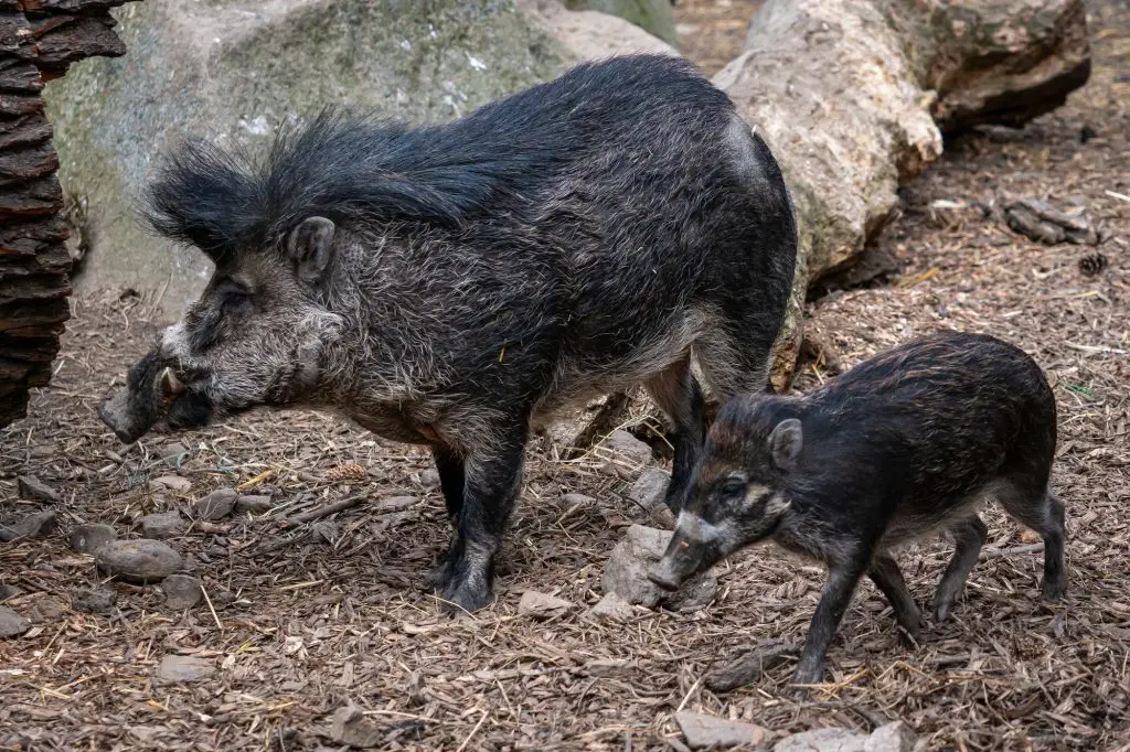 The Visayan Warty Pig - one of the rarest wild pigs - Fun In The ...