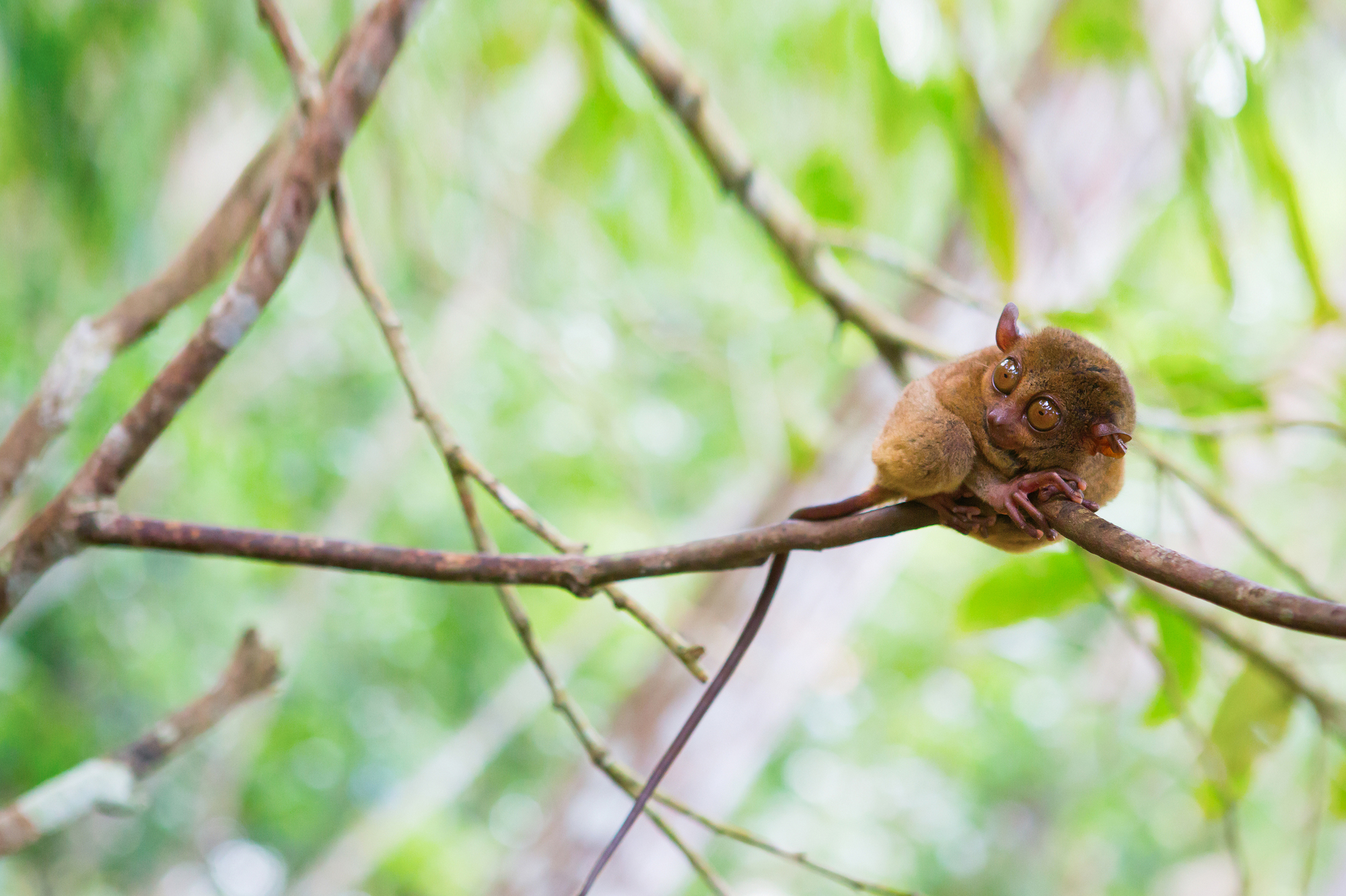 The Philippine Tarsier - an endemic charm of the Philippines - Fun In ...