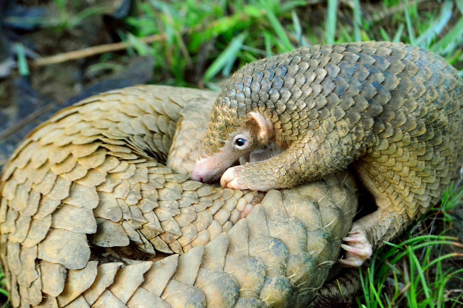 The Philippine Pangolin or Balintong - Fun In The Philippines
