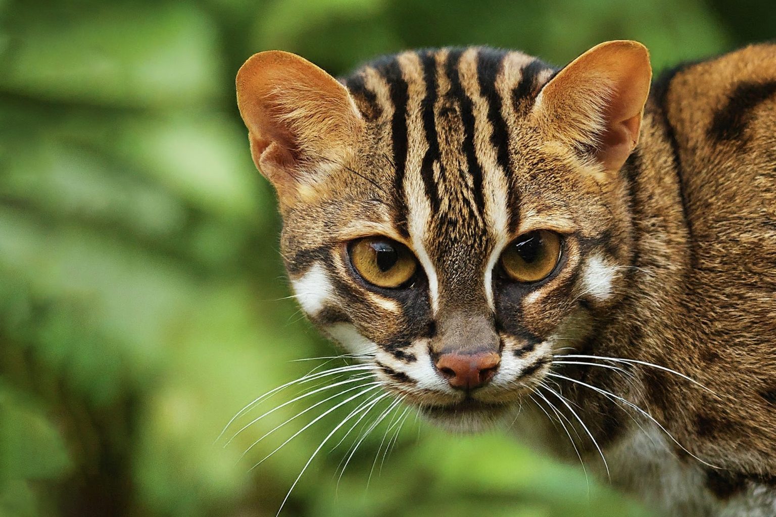 Visayan Leopard Cat - Fun In The Philippines